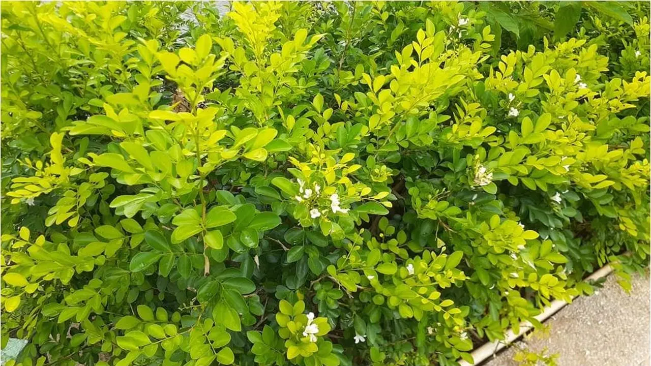 10 Manfaat Daun Kemuning untuk Kesehatan Tubuh, Bisa Obati Rematik ...