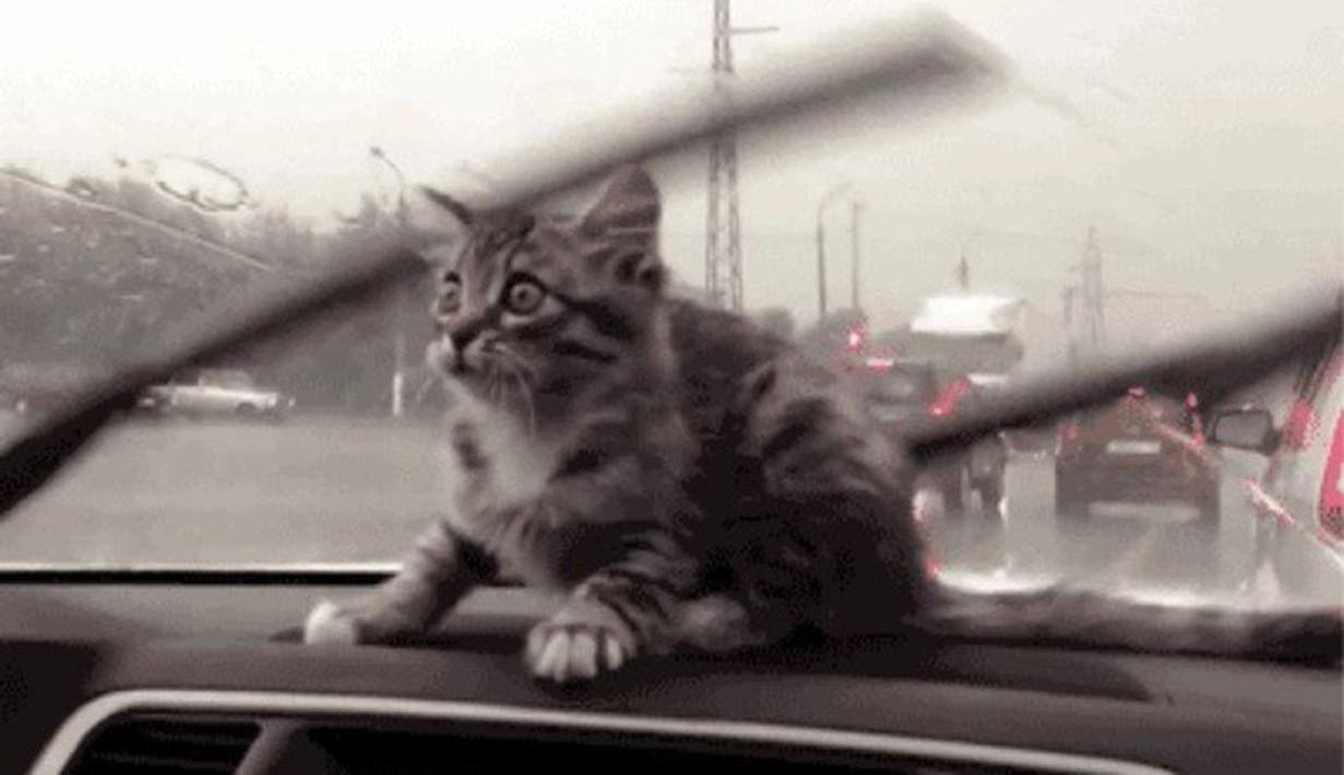 12 Ekspresi Kucing dan Makna dari Setiap Ekspresinya - Photo Fimela.com