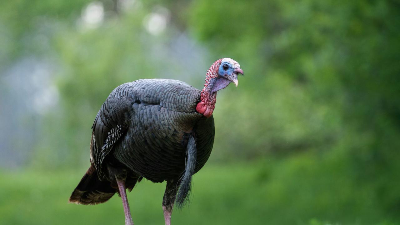50 Turkey Jokes to Celebrate the Thanksgiving With Laughter