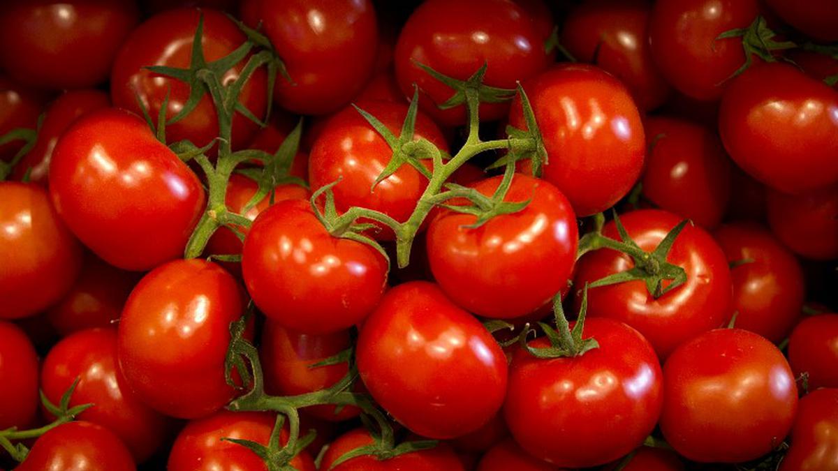 Rahasia Menyimpan Tomat di Kulkas yang Benar agar Tetap Segar