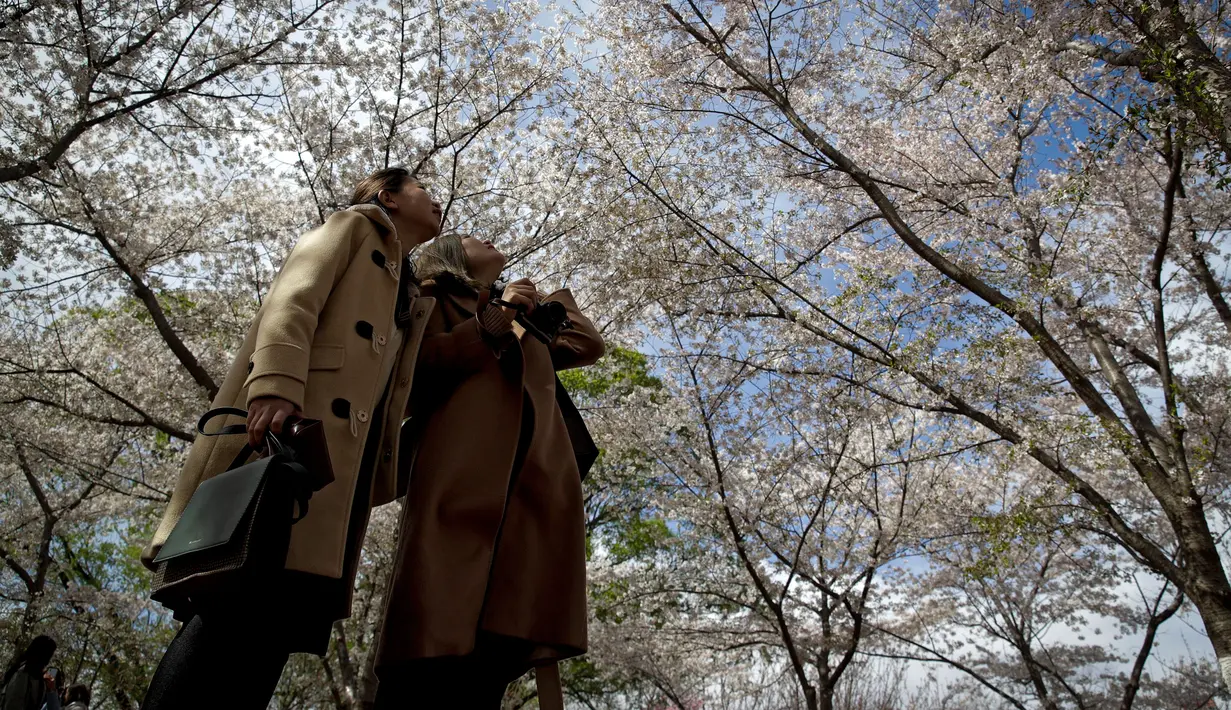 FOTO: Menikmati Keindahan Bunga Sakura Kala Musim Semi Menyapa Beijing ...