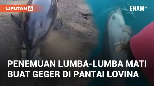 Berita Lumba-Lumba Hari Ini - Kabar Terbaru Terkini | Liputan6.com