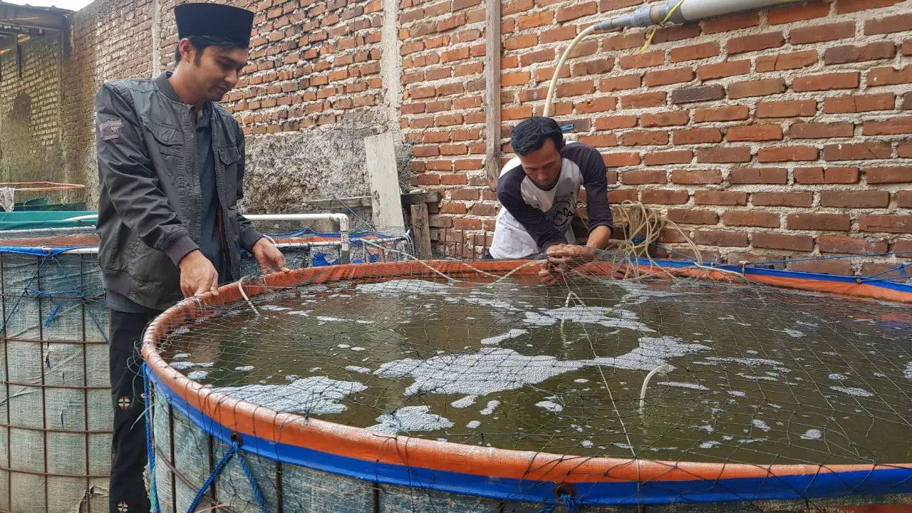 6 Cara Budidaya Ikan Lele di Lahan Terbatas, dari Benih sampai Panen ...