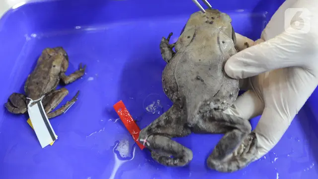 Jenis Kodok Beracun Ini Dijilat Untuk Jadi Narkoba Gratis, Bikin Geleng ...