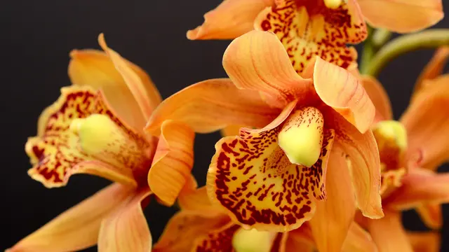 20 Macam-Macam Bunga Anggrek yang Populer di Indonesia, Ada yang ...