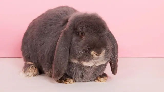 10 Jenis Kelinci Hias dan Harganya, Bisa Jadi Pilihan Hewan Peliharaan ...