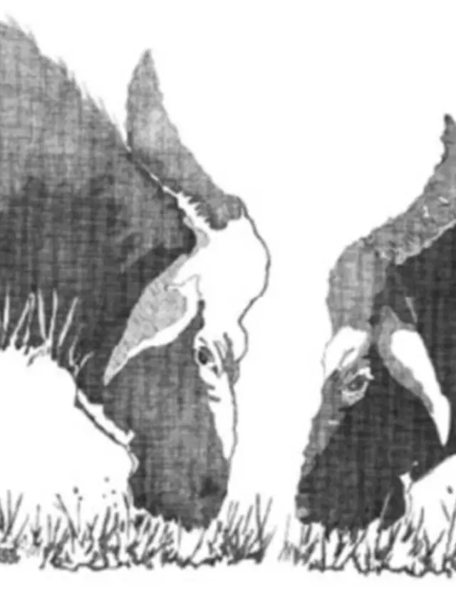 Ada 3 Sapi di Gambar Ini, Bisakah Kamu Temukan yang Ketiga dalam 10 ...