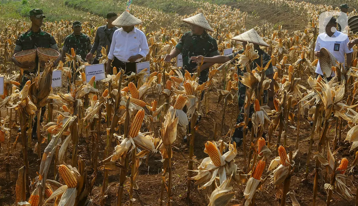 Kasad Maruli Simanjuntak dan Mentan Amran Sulaiman Panen Jagung di Food Estate Sukabumi - Foto ...