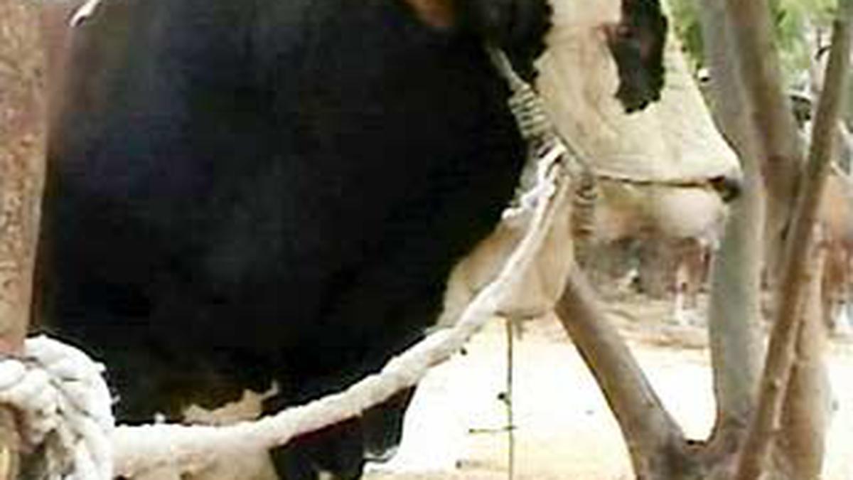 Jelang Kurban, Harga Sapi Naik - News Liputan6.com