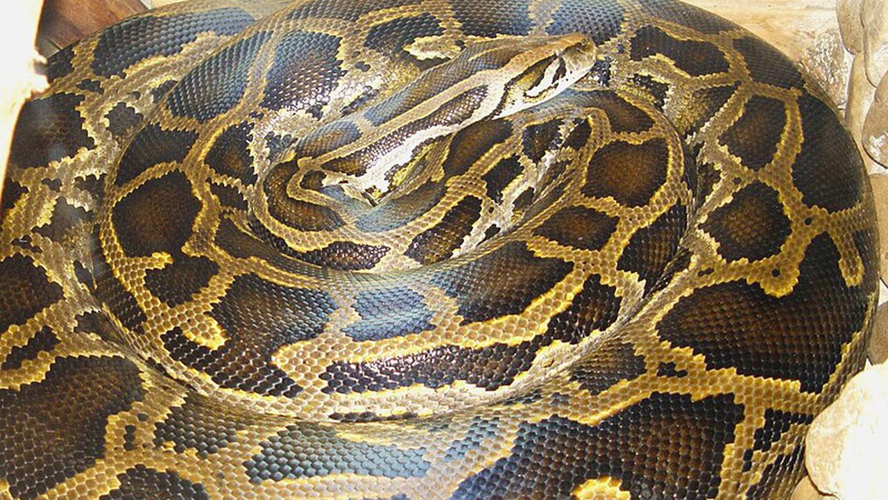 13 Ular Terbesar di Dunia dari Masa ke Masa