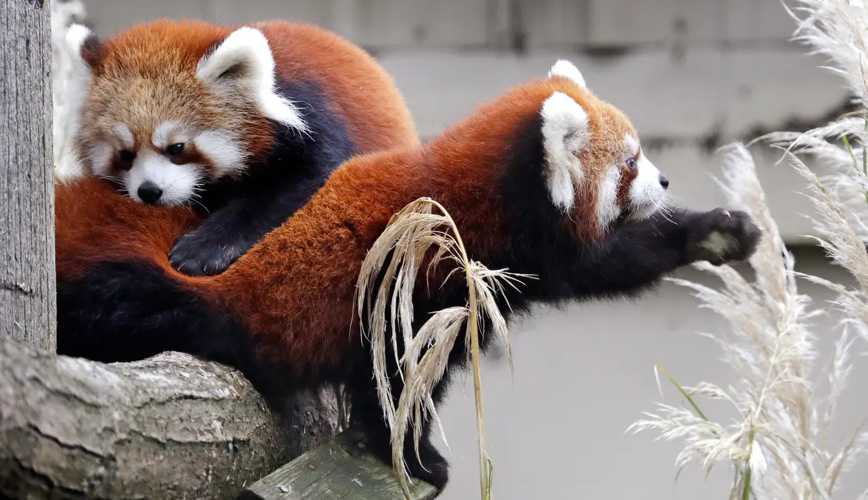 FOTO: Menggemaskannya Bayi Kembar Panda Merah yang Lahir di Seattle ...
