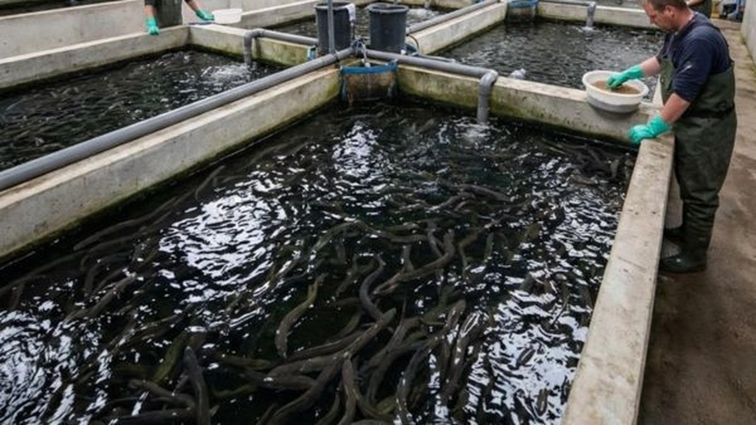Cara Budidaya Ikan Sidat bagi Pemula, Peluang Datangkan Untung Berlipat