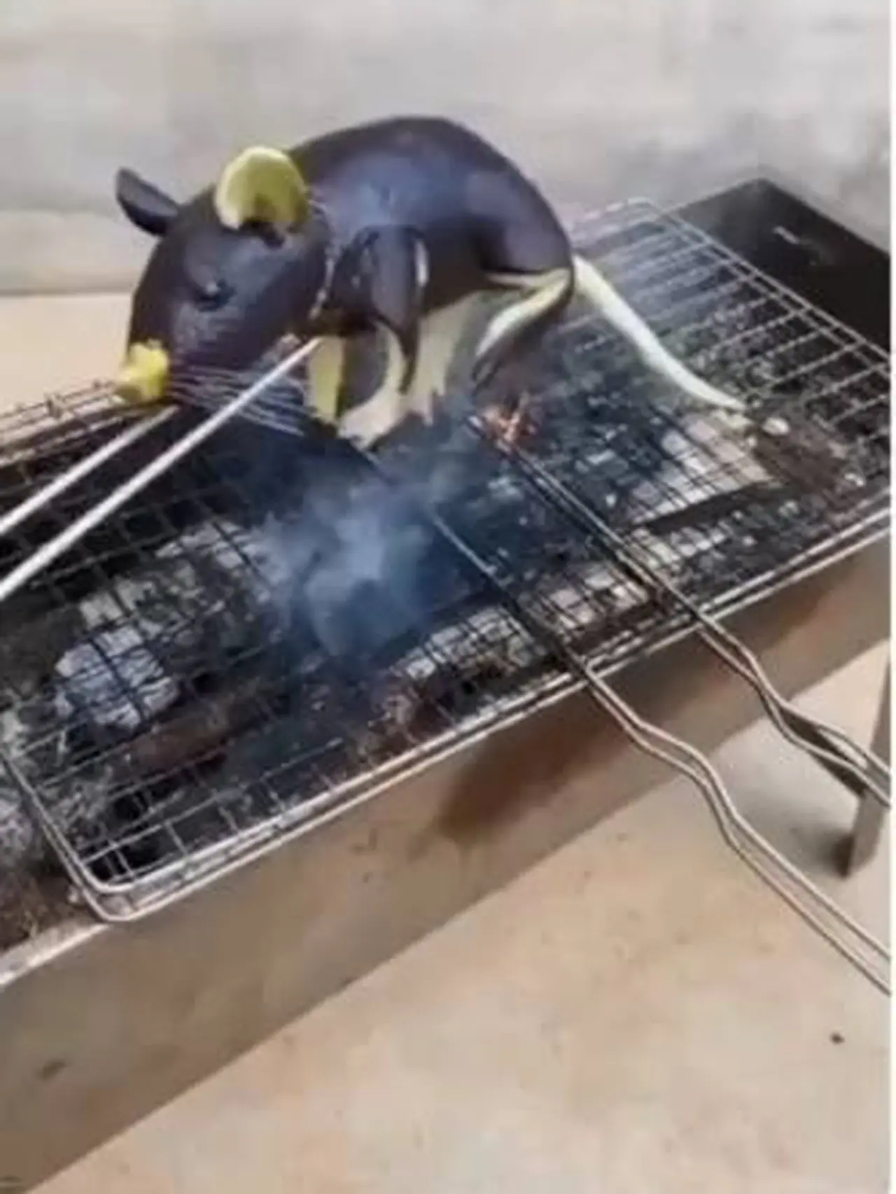 Ada Tikus Hingga Kelabang, Ini 6 Potret Sate Vegan dengan Bentuk yang ...
