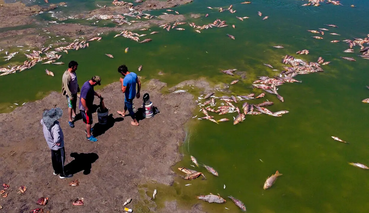 Ribuan Ikan Mati di Sungai Salado Argentina, Begini Penampakannya ...