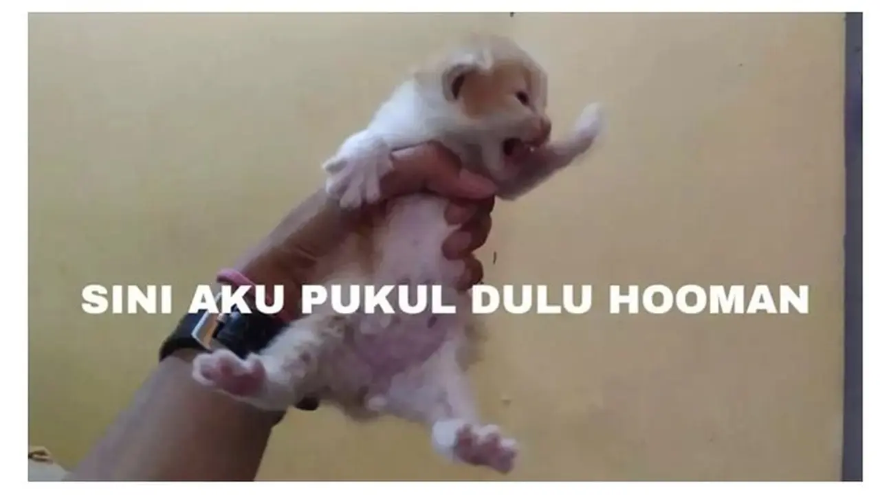 8 Potret Meme Kucing saat Emosi Ini Justru Bikin Gemas - Hot Liputan6.com