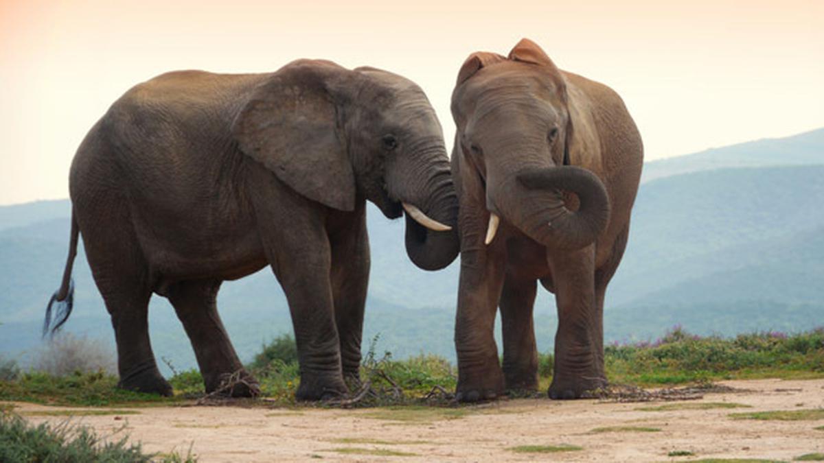 Kisah Gajah Yang Mengajarkan Kita Tentang Arti Dari Kesetiaan