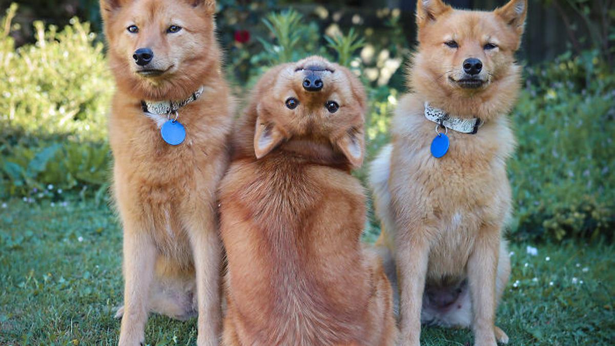 Top 3: Deretan Pose Super Unik 2 Anjing yang Curi Perhatian - Citizen6 ...