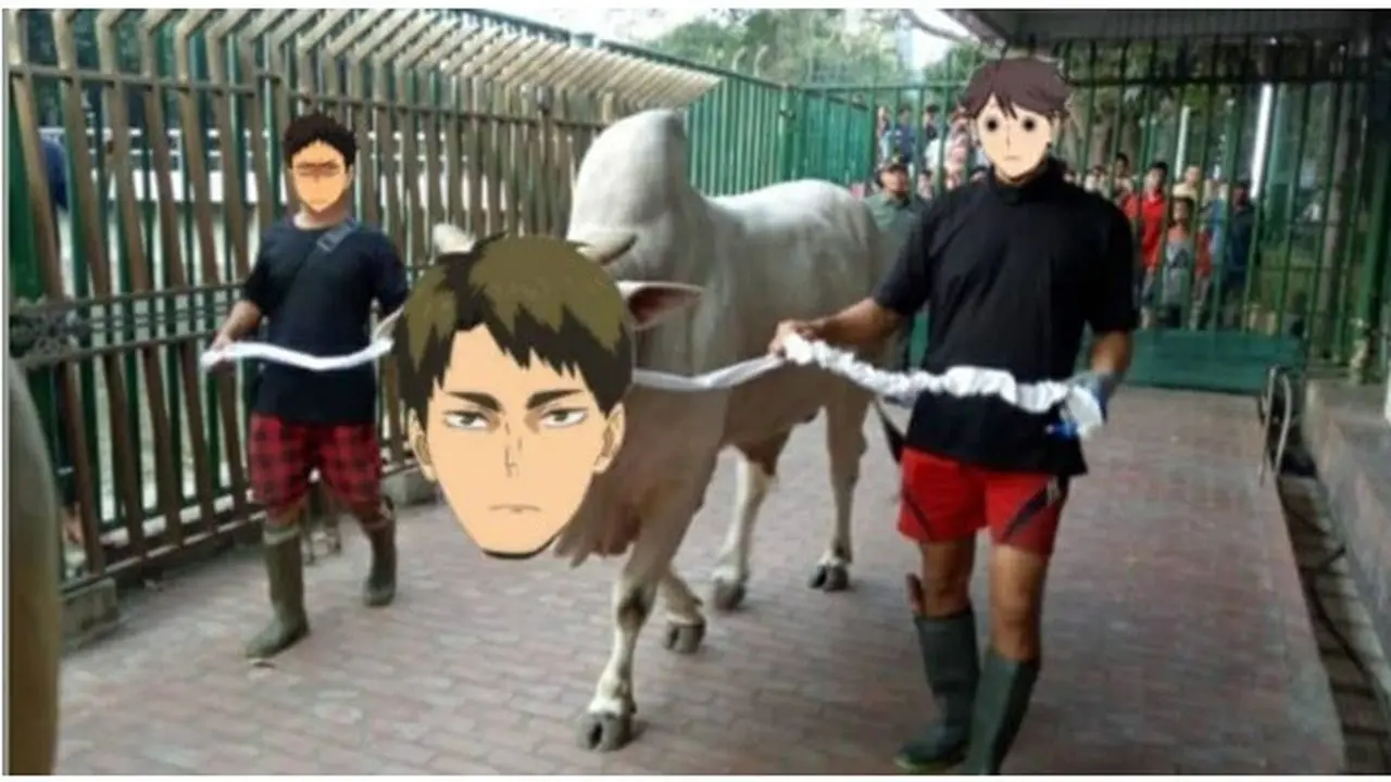 6 Potret Kocak Sapi Kurban saat Diantar ke Tempat Sembelih, Pasrah ...