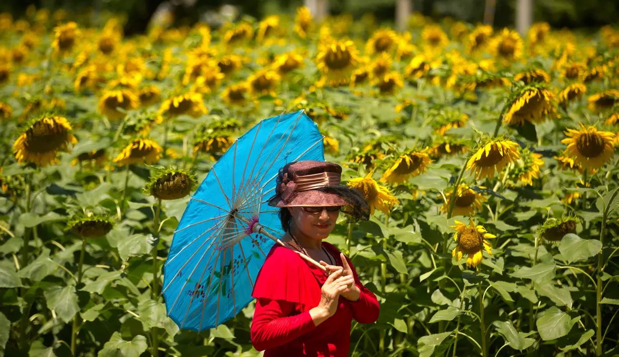 Pesona Bunga Matahari Bermekaran Saat Suhu Tinggi di Beijing - Foto ...