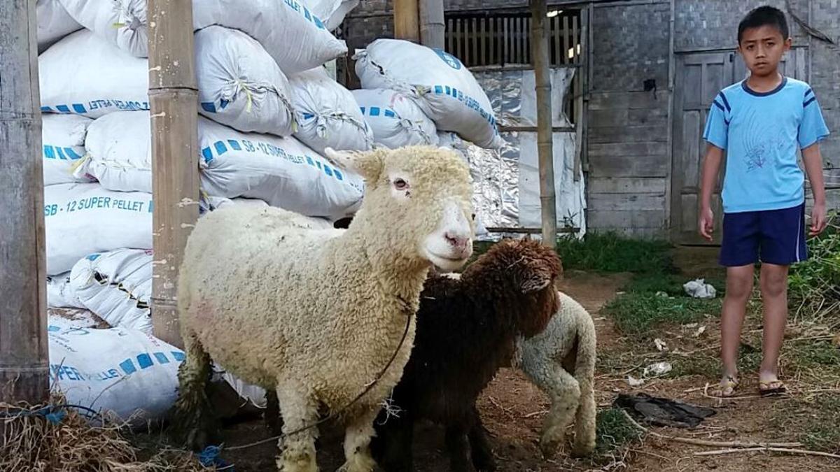 Domba Batur, 'Shaun the Sheep' Banjarnegara di Dieng Culture Festival ...