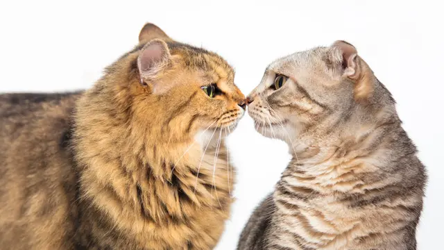 8 Hal Menarik Seputar Hidung Kucing dan Indra Penciuman Kucing ...