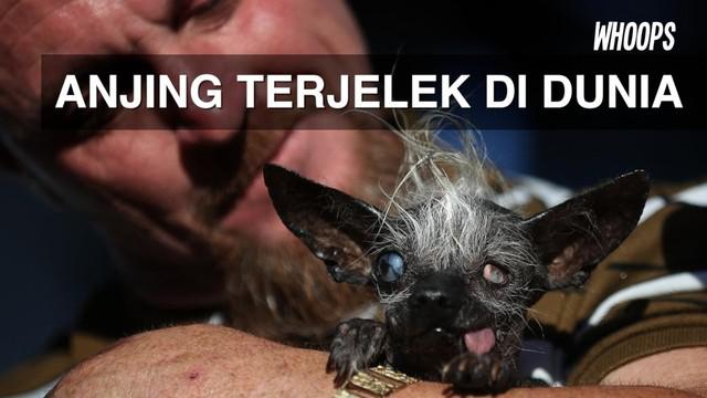 Berita Anjing Terjelek Hari Ini - Kabar Terbaru Terkini | Liputan6.com