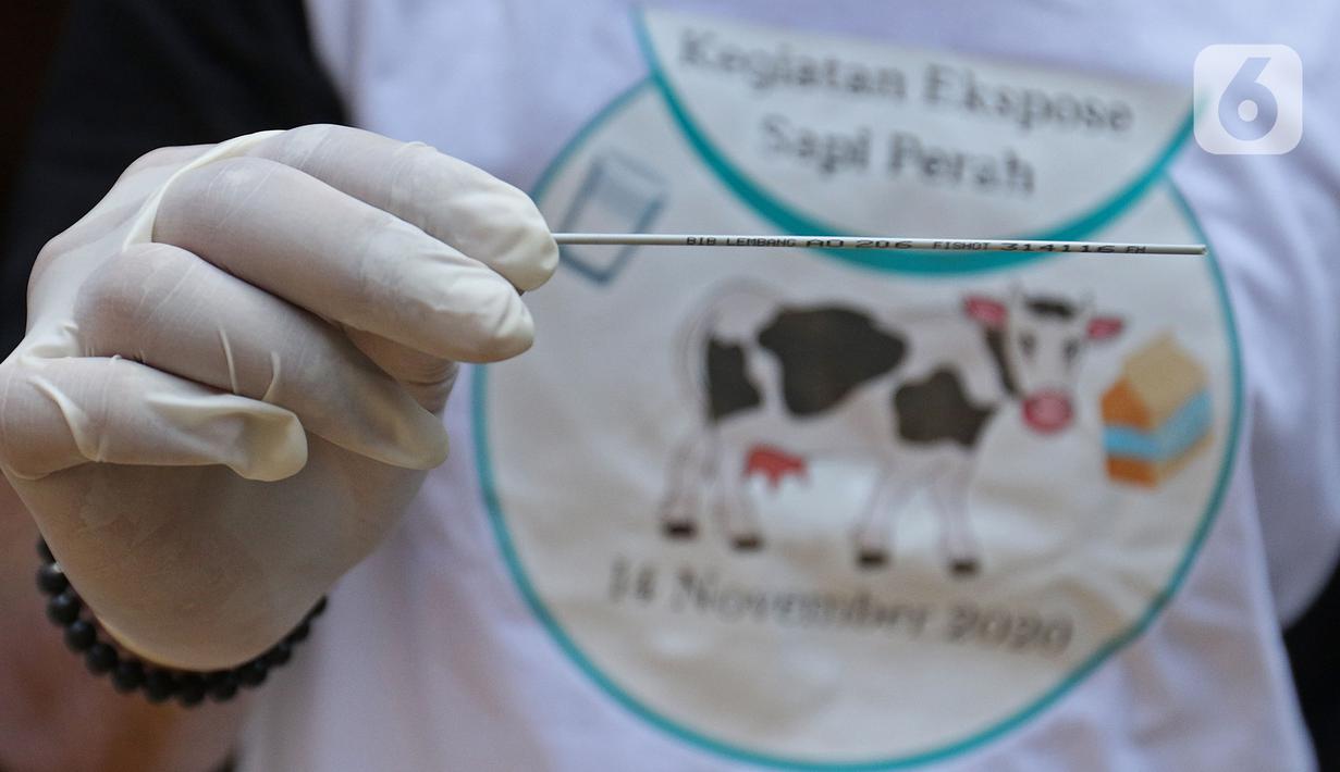 FOTO: Penerapan Inseminasi Buatan untuk Peningkatan Produksi Hewan ...