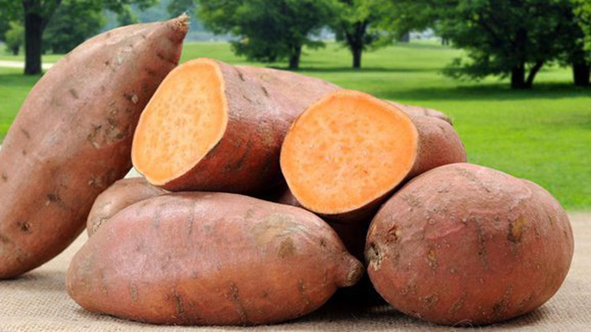 Yang Manis Memang Selalu Disuka, Berikut 8 Manfaat Mengonsumsi Ubi ...
