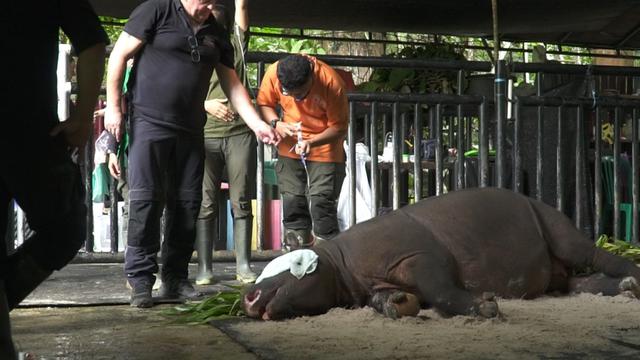 Misi Penyelamatan Badak Kalimantan Terakhir di Muka Bumi