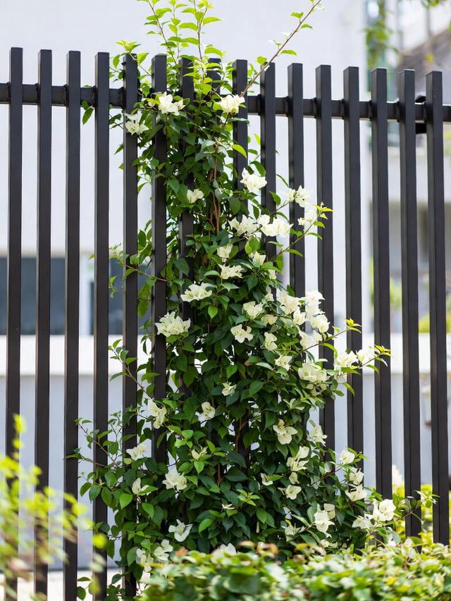 10 Model Pagar Rumah Tanaman Rambat Hidup Konsep Green Fence, Bikin Asri