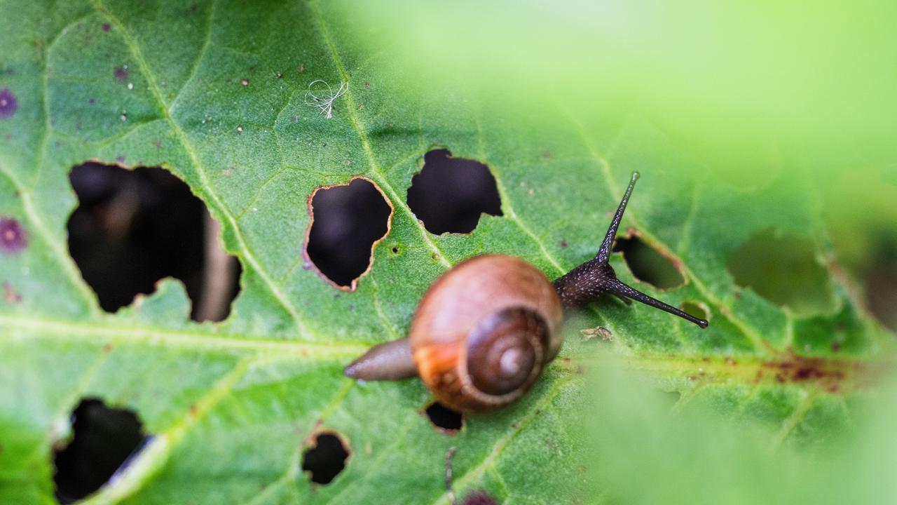 Daun Tanaman Keriting, Menguning, Layu? Ini 5 Penyebab dan Solusi ...
