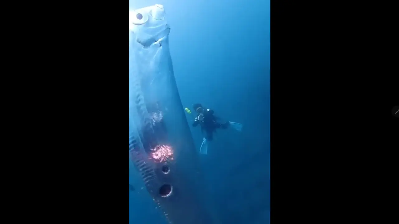 Viral Video Kemunculan Ikan Oarfish Langka yang Disebut Tanda Datangnya ...