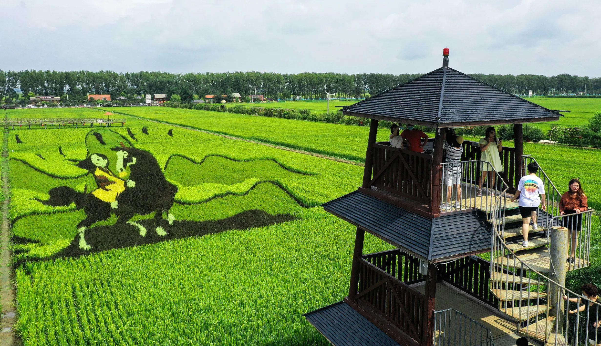 FOTO: Ragam Varietas Padi Bentuk Aneka Gambar Menawan di China - Foto ...