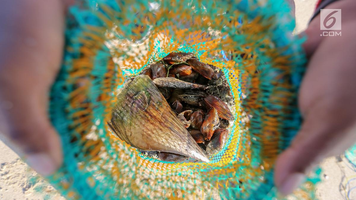 FOTO: Pencari Kerang di Pesisir Pantai Pulau Pasir - Foto Liputan6.com