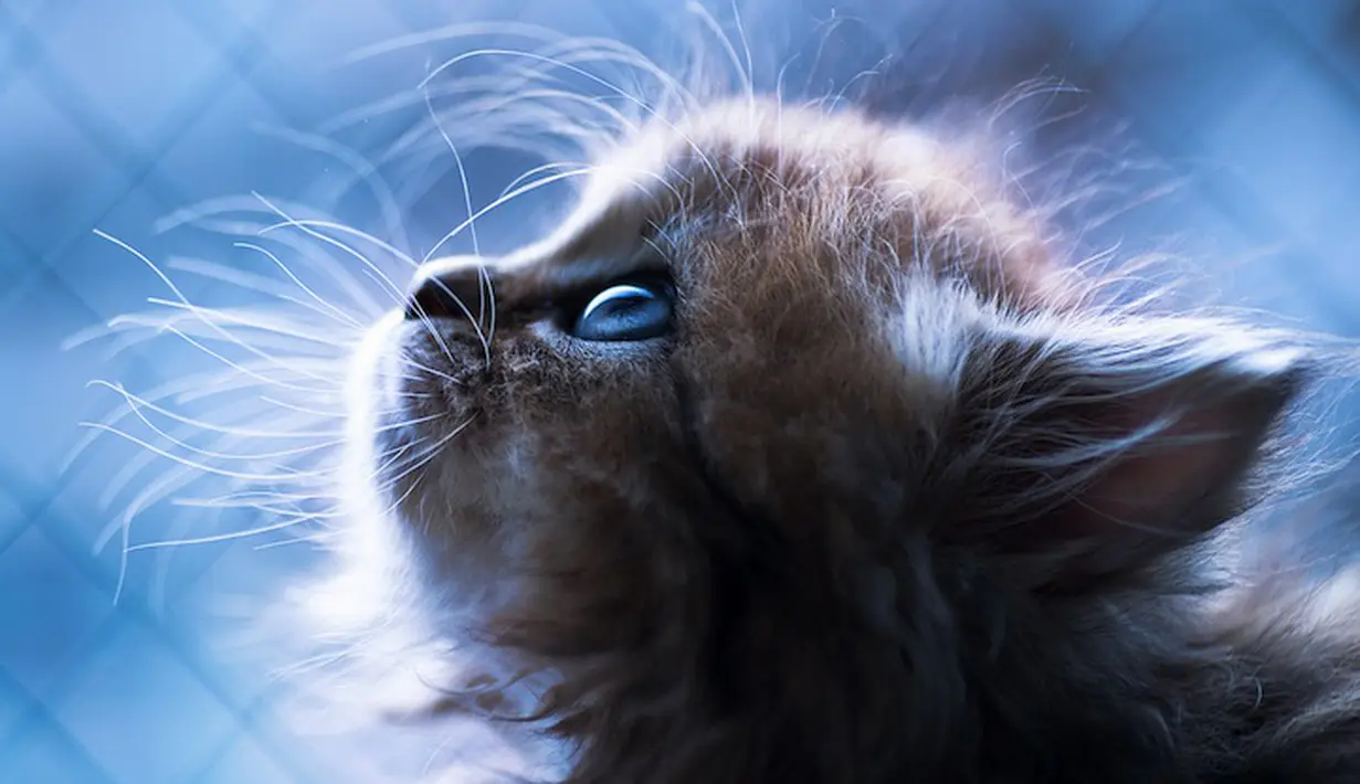 Foto Kucing Paling Lucu di Dunia