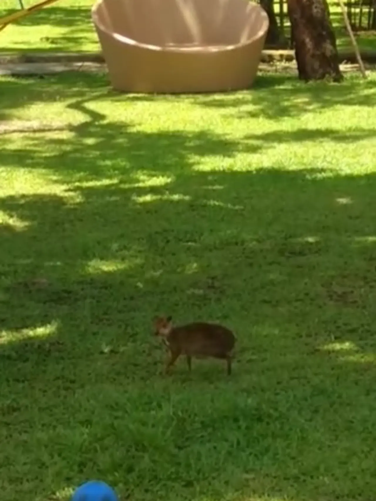 Mayangsari Pelihara Kancil, Sejak Kecil Tertipu dengan Sosok Hewan ...