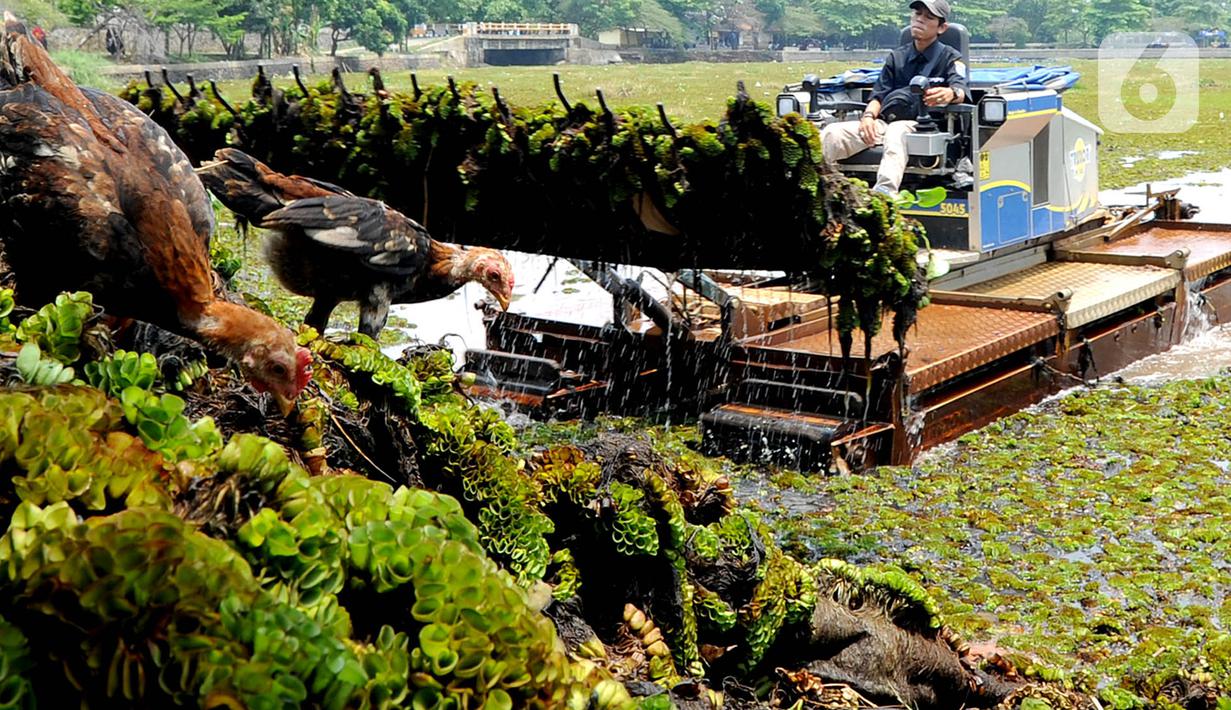 FOTO: Setu Sawangan Tertutup Tumbuhan Air - Foto Liputan6.com