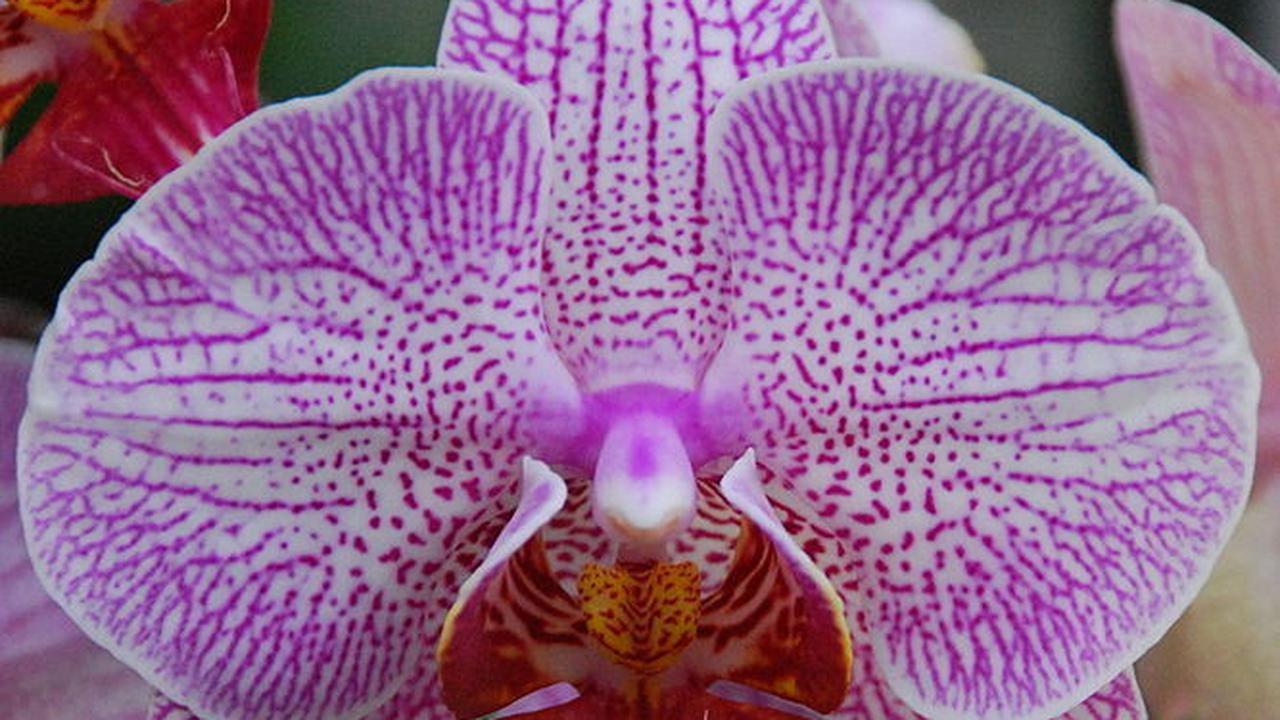 7 Cara Menanam Anggrek dalam Pot Bagi Pemula dan Cara Perawatannya