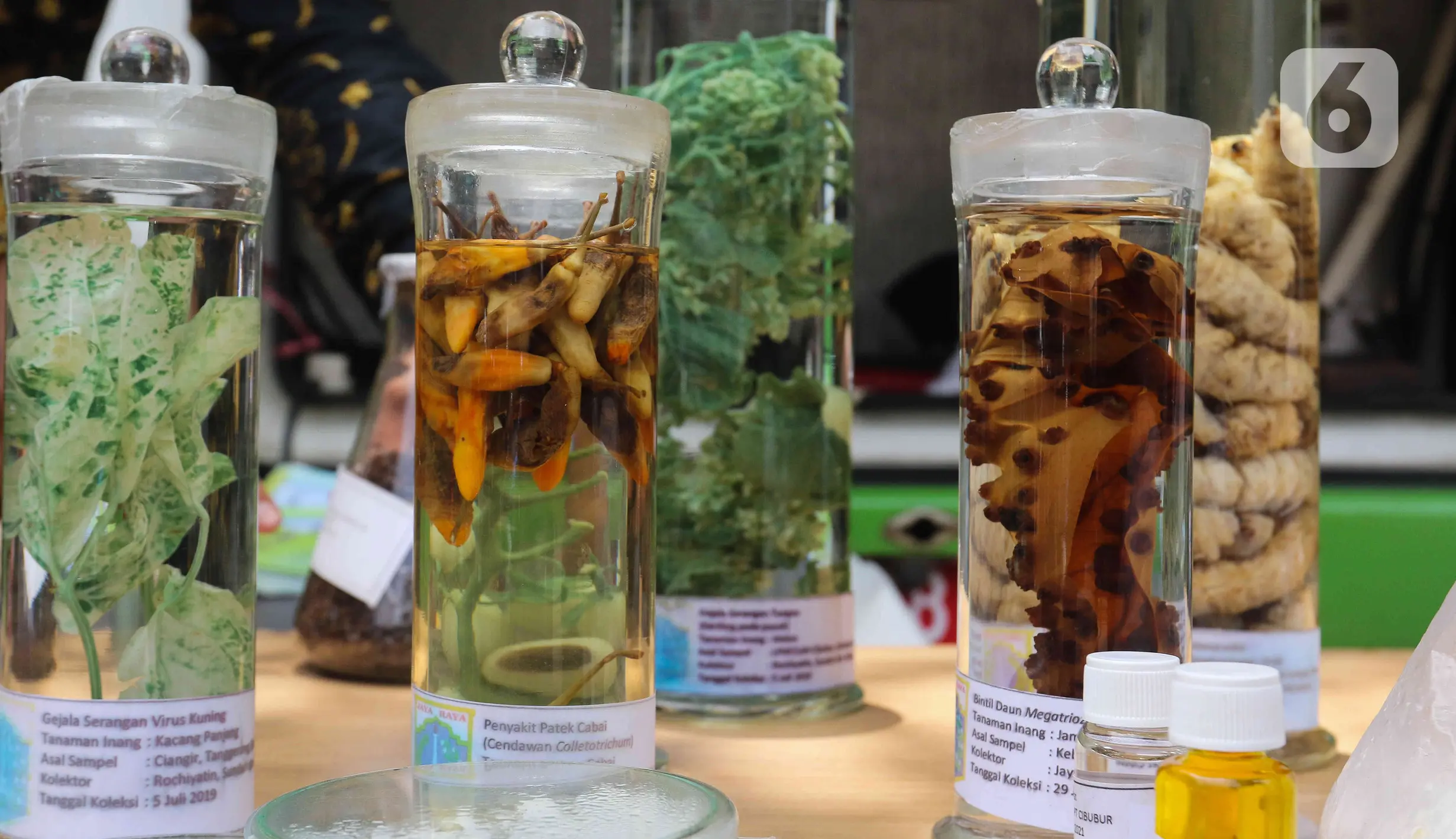 Edukasi Tanaman dengan Mobil Klinik Tanaman Keliling - Foto Liputan6.com