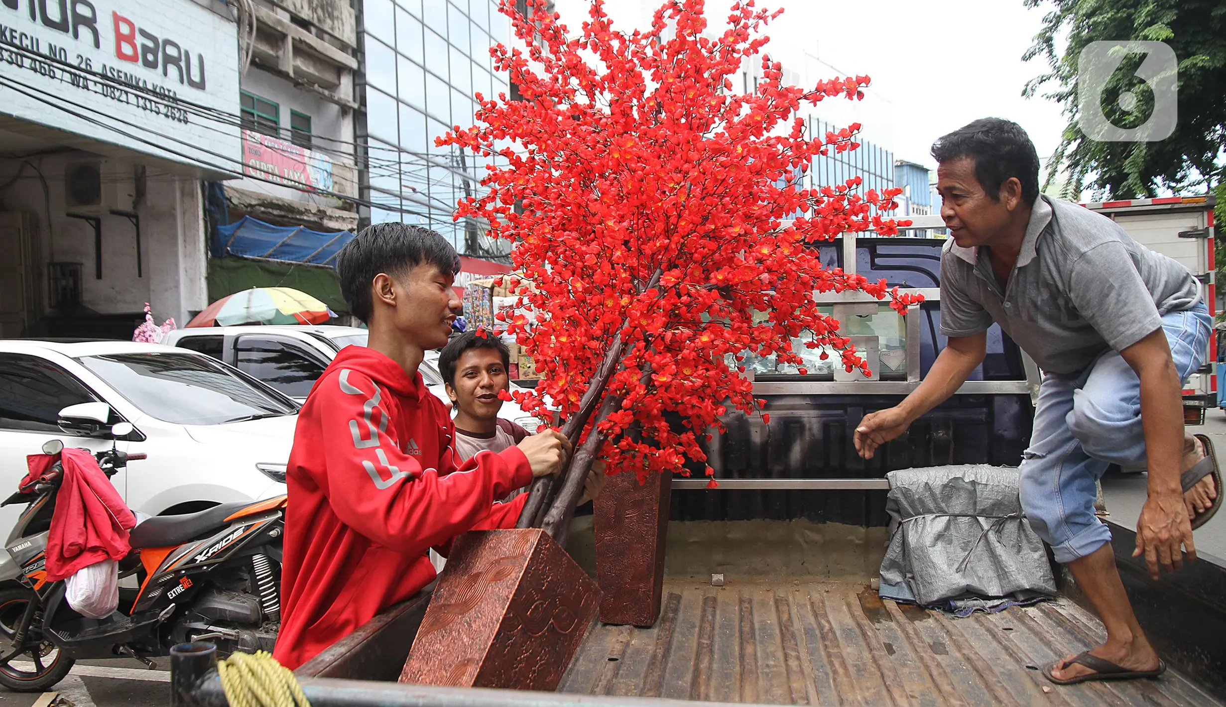 FOTO: Berburu Bunga Meihua untuk Hiasan Imlek - Foto Liputan6.com