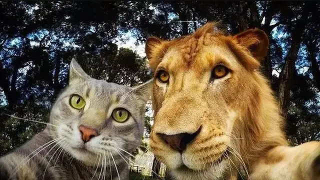 6 Ekspresi Kucing Selfie Ini Bikin Gemas Maksimal, Lucu Banget - Hot ...