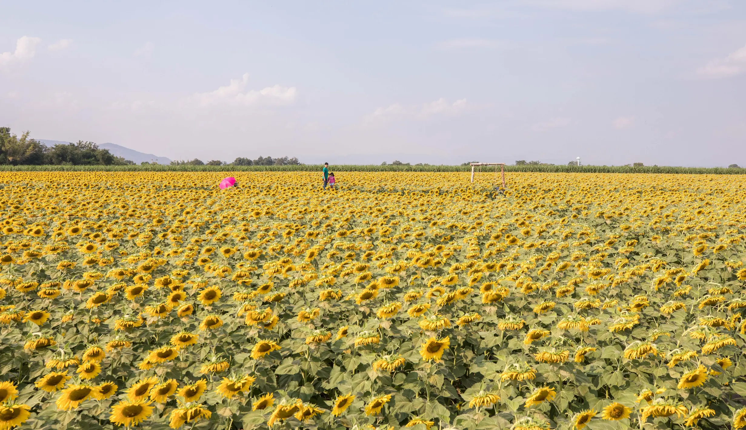 FOTO: Bermain ke Ladang Bunga Matahari Terbesar Thailand - Foto ...