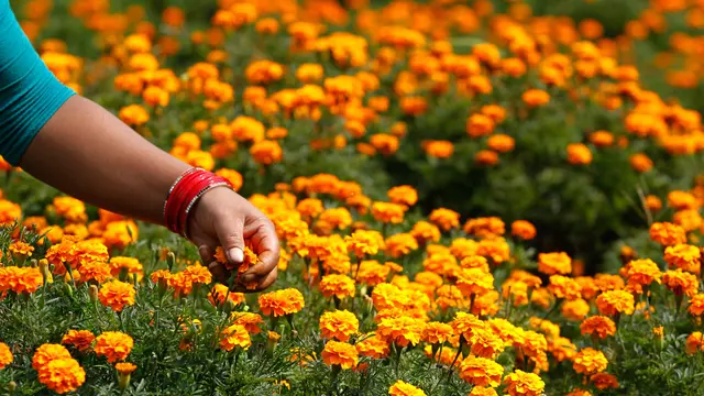 12 Jenis Tanaman Hias Bunga Outdoor, Percantik Pekarangan Rumah Tanpa ...