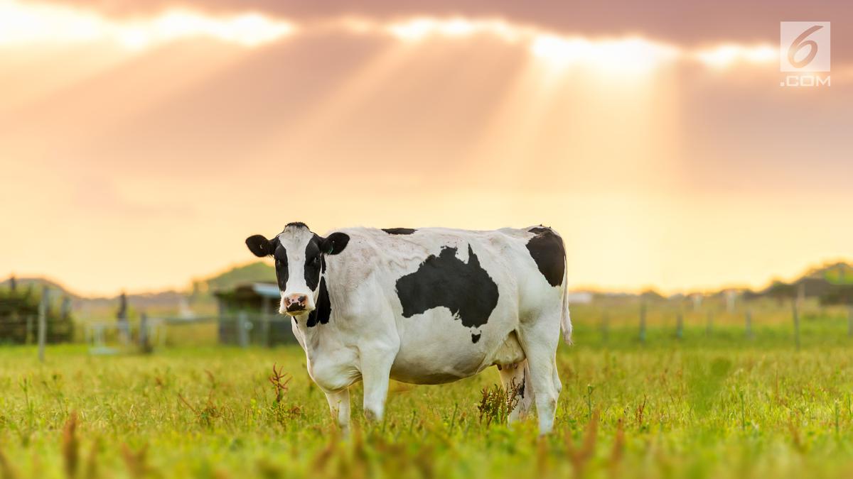 Bikin Melongo, Ini 4 Hewan dengan Harga Fantastis di Dunia - Global ...