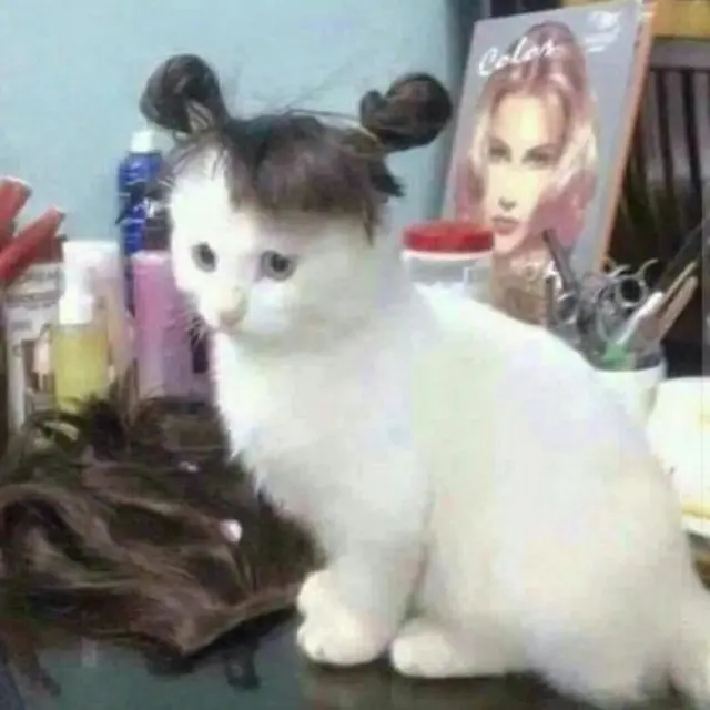 6 Foto Lucu Kucing dengan Rambut Dikuncir Ini Bikin Gemas - Hot ...