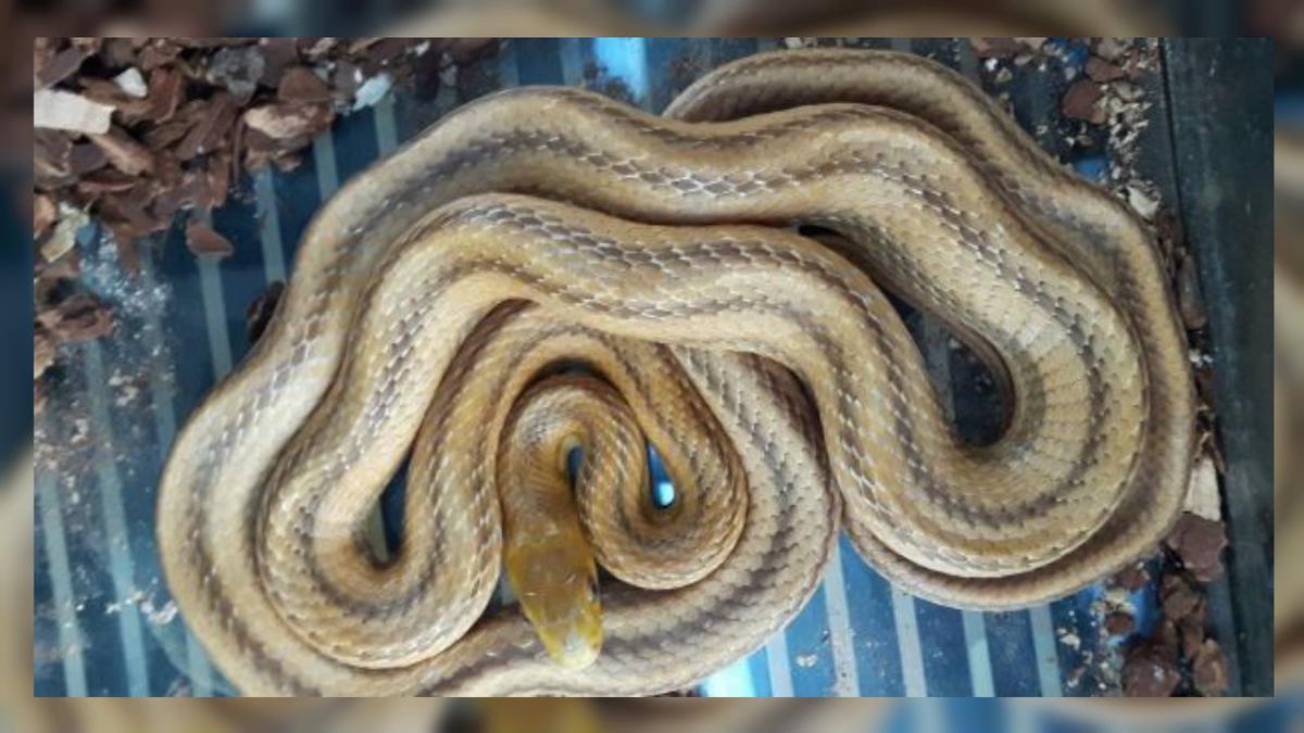 UIar 'Terlantar' Jatuh dari Atap Rumah Pria Ini - Global Liputan6.com