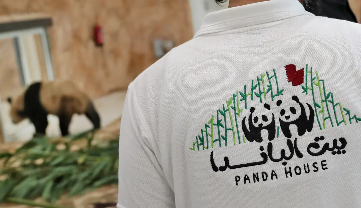 Jelang Piala Dunia 2022, Sepasang Panda Raksasa China Tiba di Qatar ...