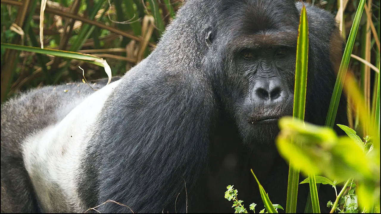 8 Jenis Primata Paling Berbahaya di Dunia, Jangan Coba Mendekat ...