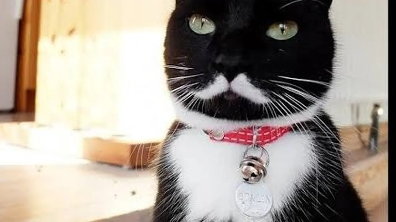 8 Motif Bulu Kucing Hitam Putih Ini Unik Banget, Bikin Senyum Sendiri ...