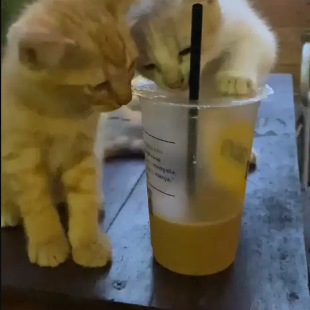6 Aksi Kocak Kucing Minum Kopi Ini Bikin Gemas, Penasaran dengan ...